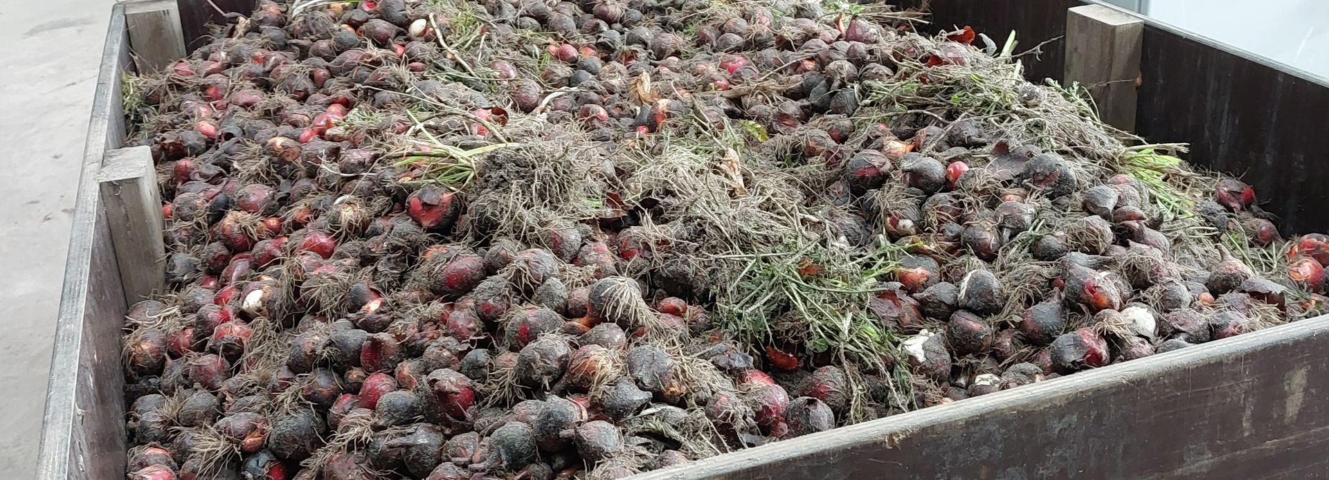 Het rooien van bloembollen | Natural Bulbs NL