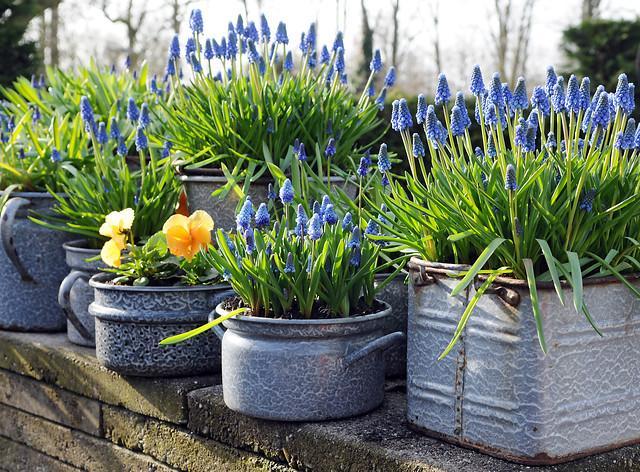 Zo beplant je bloempotten en bakken voor je balkon, terras en tuin!