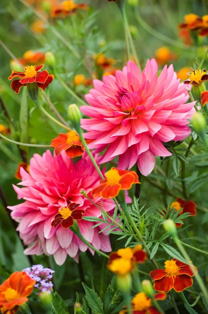 Dahlia Phyllis Farmer - BIO | Natural Bulbs NL