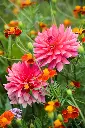 Dahlia Phyllis Farmer - BIO | Natural Bulbs NL