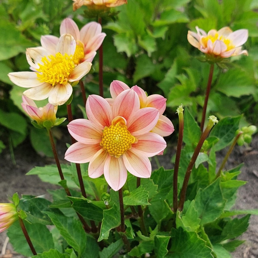 Dahlia Topmix Apricot - BIO | Natural Bulbs NL