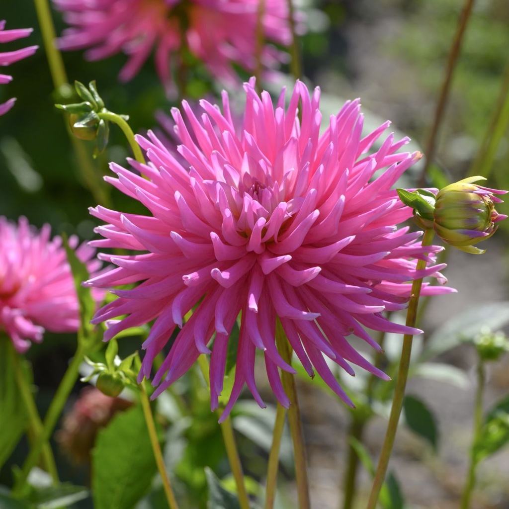 Dahlia Park Princess - BIO | Natural Bulbs NL