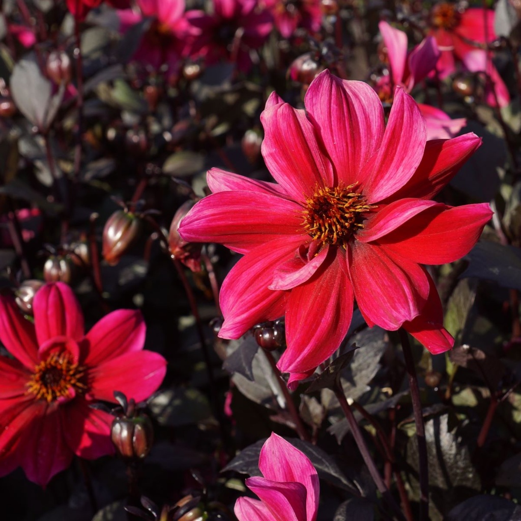 Dahlia Pride One - BIO | Natural Bulbs NL