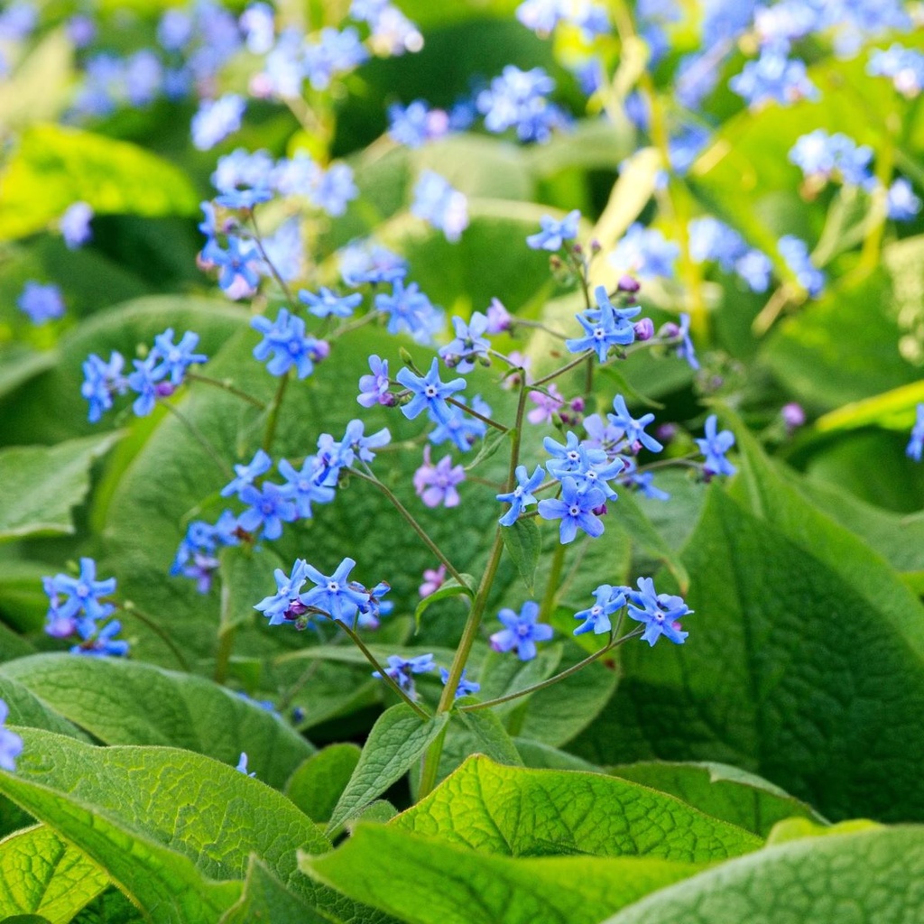 Brunnera Alexanders Great - BIO | Natural Bulbs NL