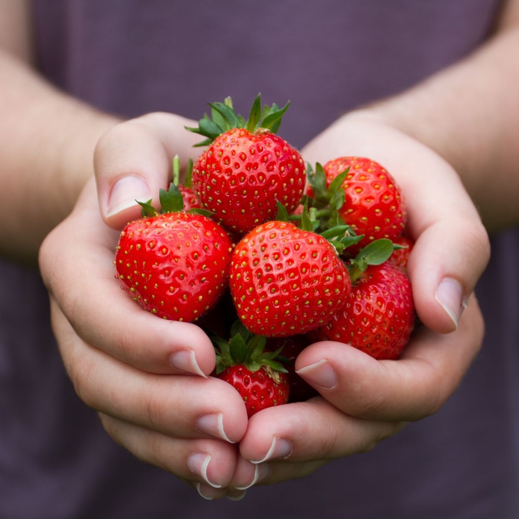 Fragaria Ostara - BIO | Natural Bulbs NL