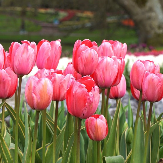 Tulipa Design Impression - BIO | Natural Bulbs NL