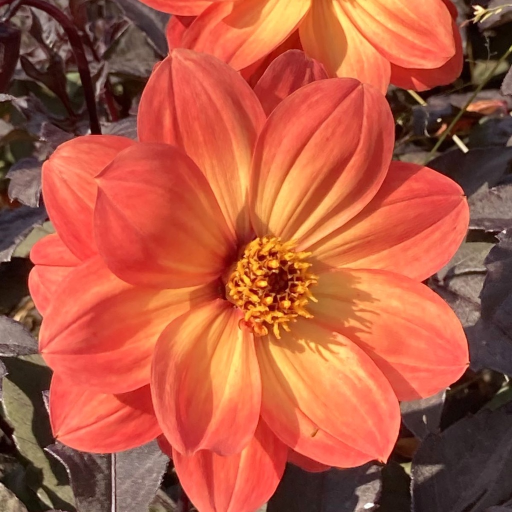 Dahlia Dreamy Sunset -tm- - BIO | Natural Bulbs NL