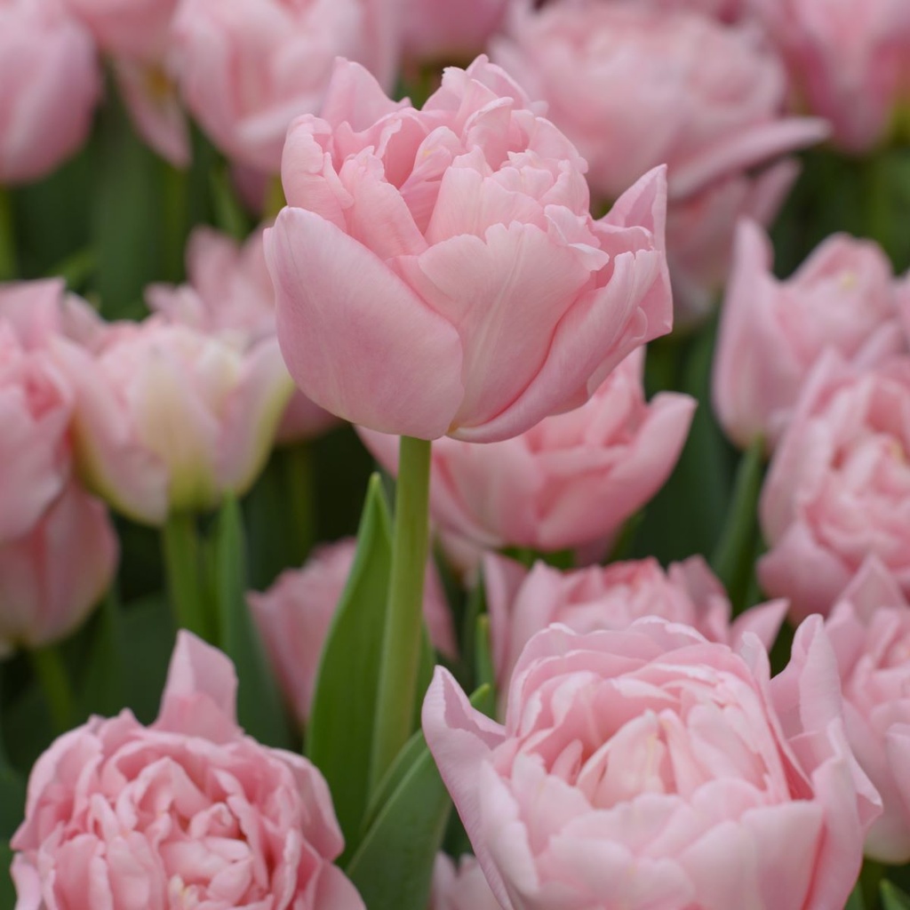 Tulipa Dreamer - BIO | Natural Bulbs NL