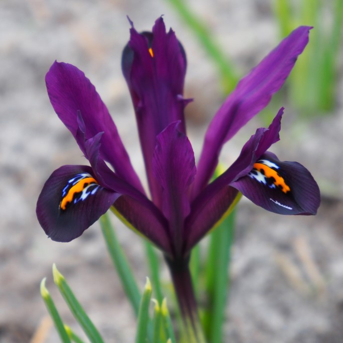Dwerg Iris Reticulata J.S. Dijt - BIO | Natural Bulbs