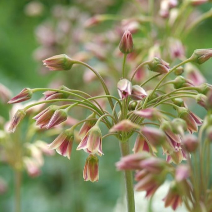 Allium Siculum - BIO | Natural Bulbs NL