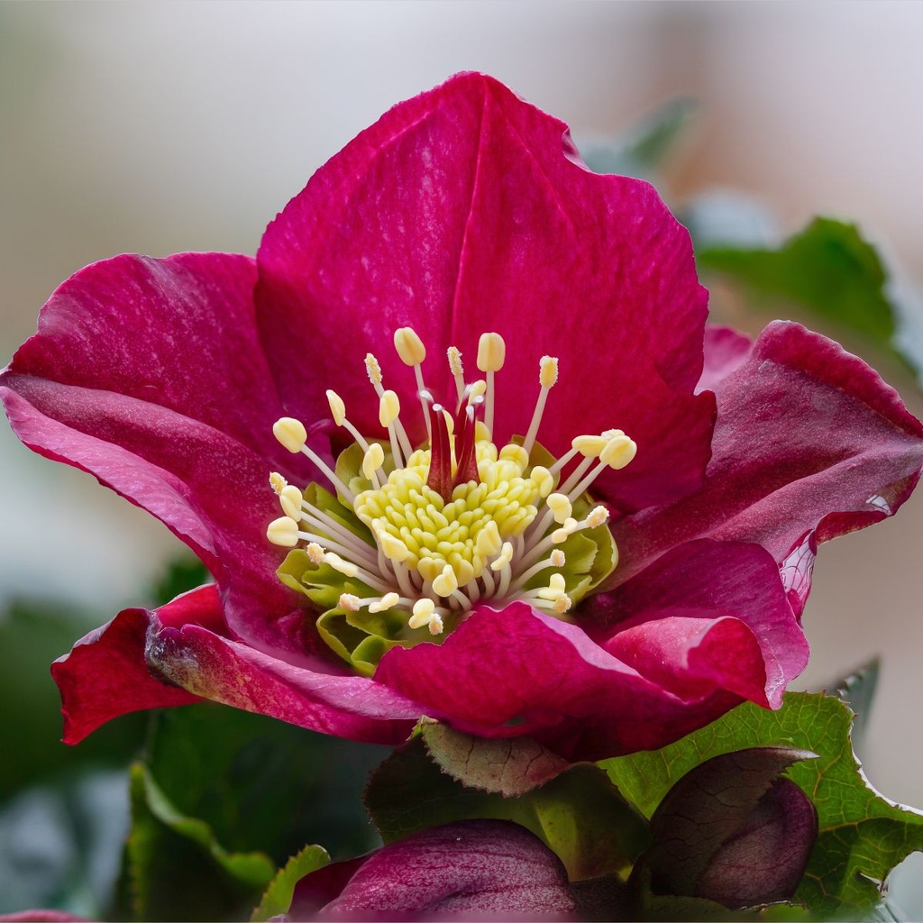 Kerstroos - Helleborus Pretty Ellen Red - BIO | Natural Bulbs