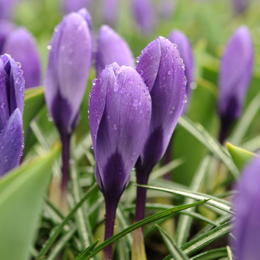 Krokus Aqua - BIO | Natural Bulbs NL