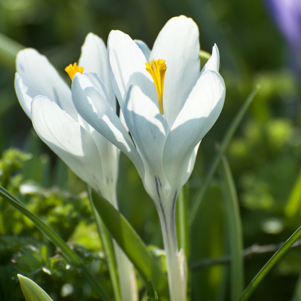 Krokus Ice Queen - BIO | Natural Bulbs NL