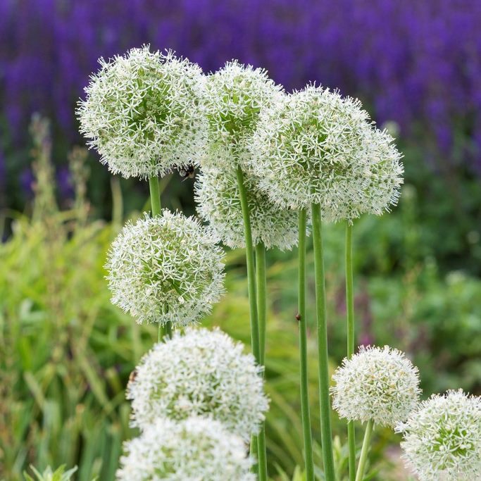 Allium Mount Everest - Sierui - BIO | Natural Bulbs NL