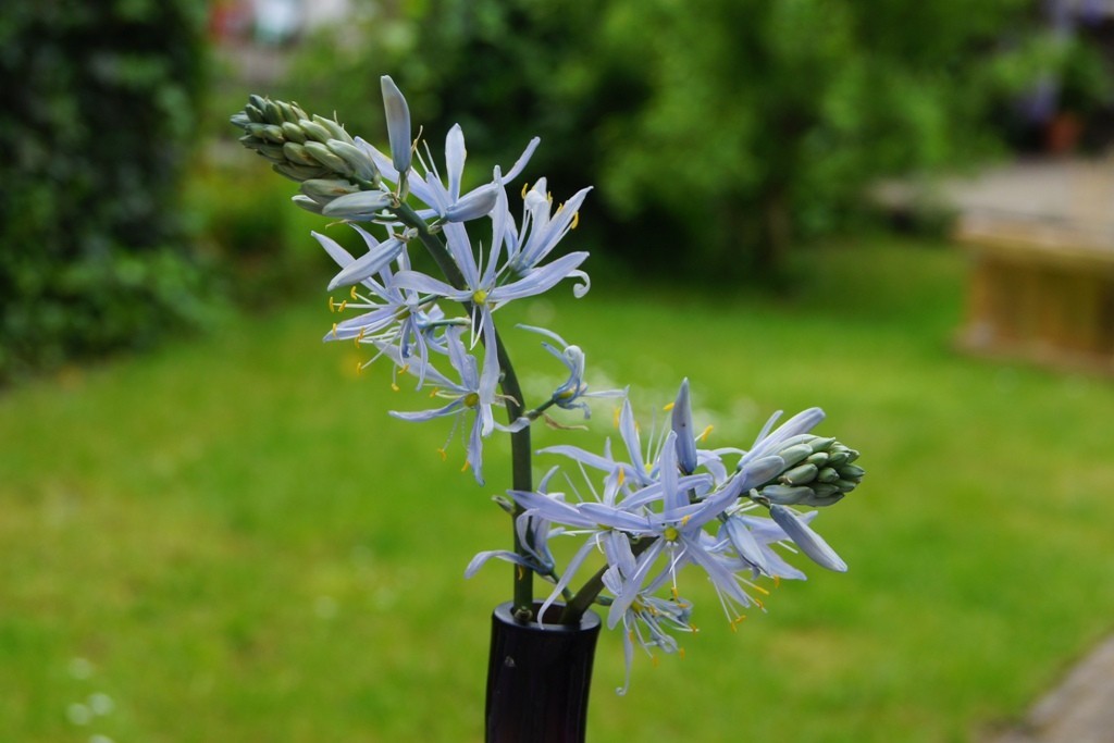 Camassia Cusickii | Natural Bulbs NL
