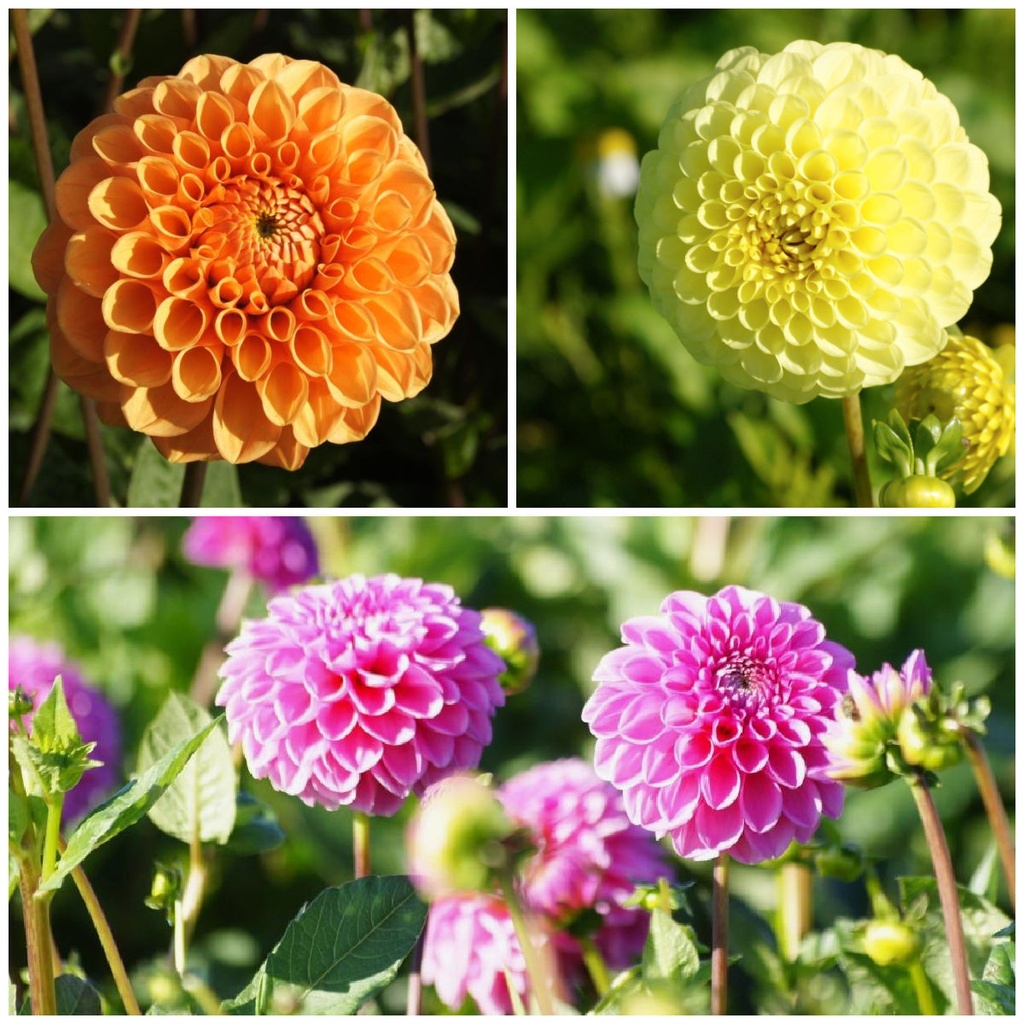 Dahlia Mix Pompon V2 - BIO | Natural Bulbs NL