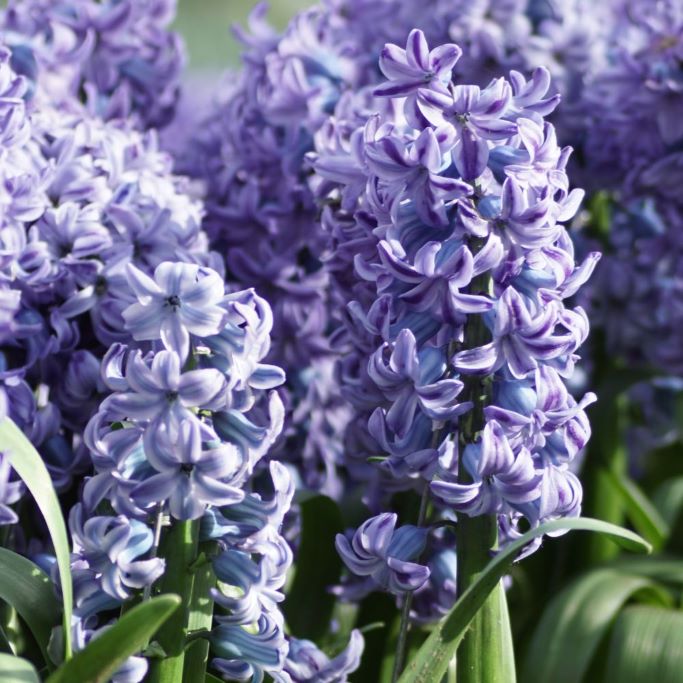 Hyacinthus Delft Blue - BIO | Natural Bulbs NL