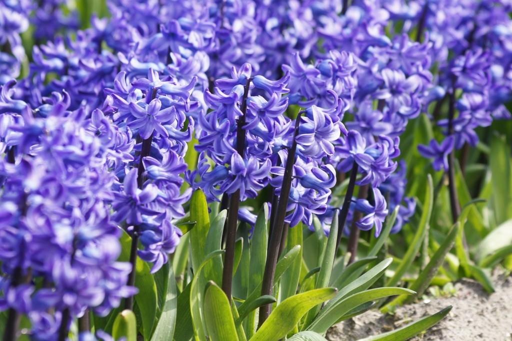 Hyacinthus Blue Star - BIO | Natural Bulbs NL