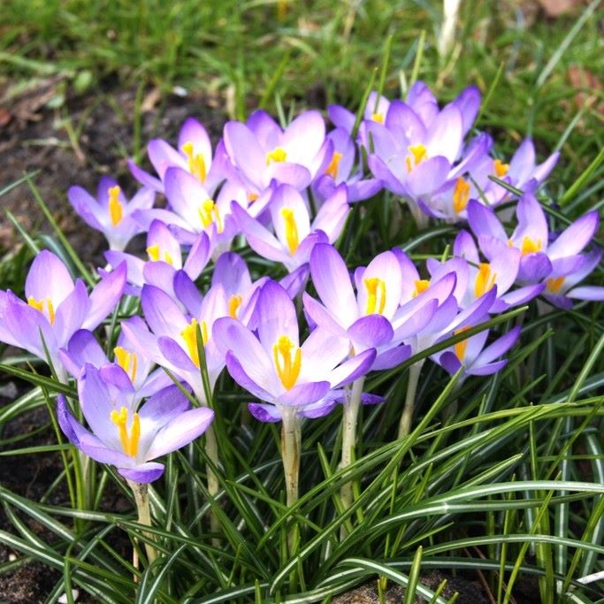 Krokus Barrs Purple - BIO | Natural Bulbs NL