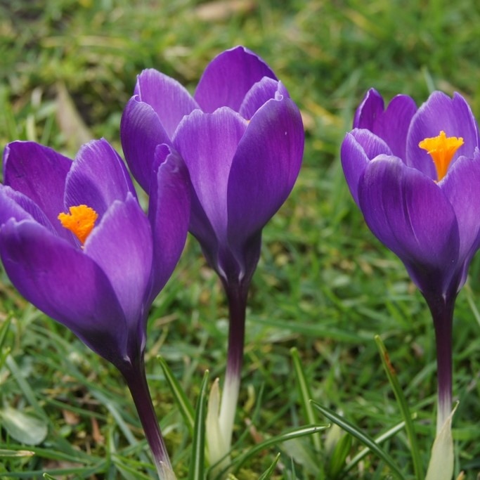 Krokus Flower Record - BIO | Natural Bulbs NL