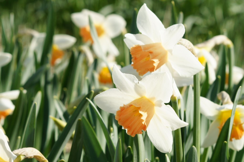 Narcissus Accent - BIO | Natural Bulbs NL