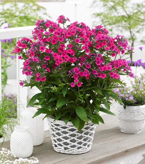 Phlox pan. Famous Cerise - BIO | Natural Bulbs NL