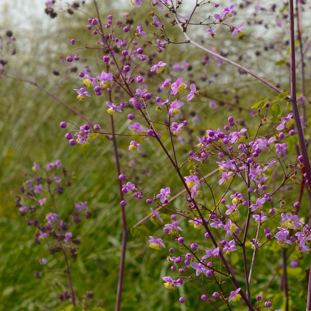 Thalictrum Delavayi - BIO | Natural Bulbs NL
