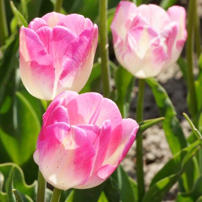 Tulipa First Class - BIO | Natural Bulbs NL
