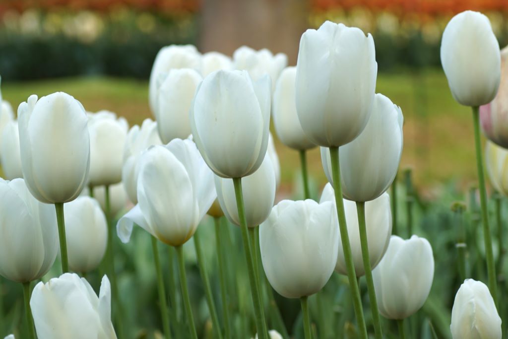 Tulipa Maureen - BIO | Natural Bulbs NL