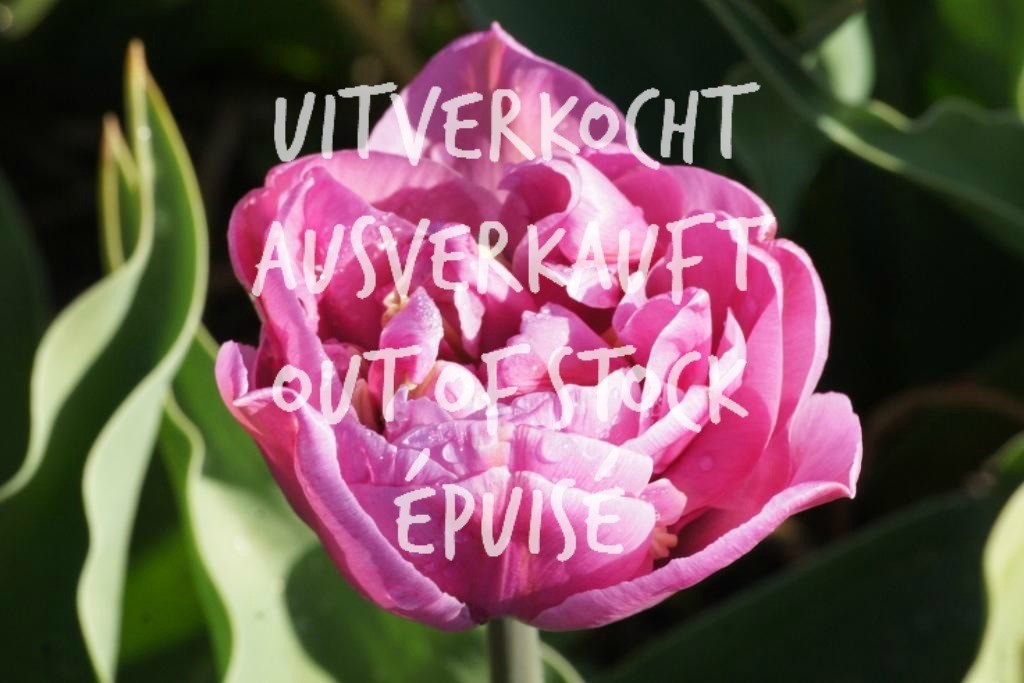 Tulipa Tabledance - BIO | Natural Bulbs NL