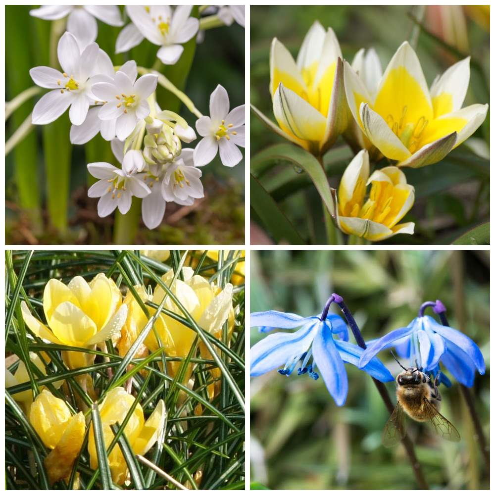 Verwilderingsmix 40 ST - BIO | Natural Bulbs NL